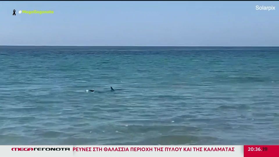 Γαλάζιος καρχαρίας προκαλεί τρόμο στην Ισπανία... (vid) - Dokari.gr